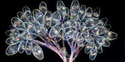 Image of the Day: Spring-loaded Stem | The Scientist
