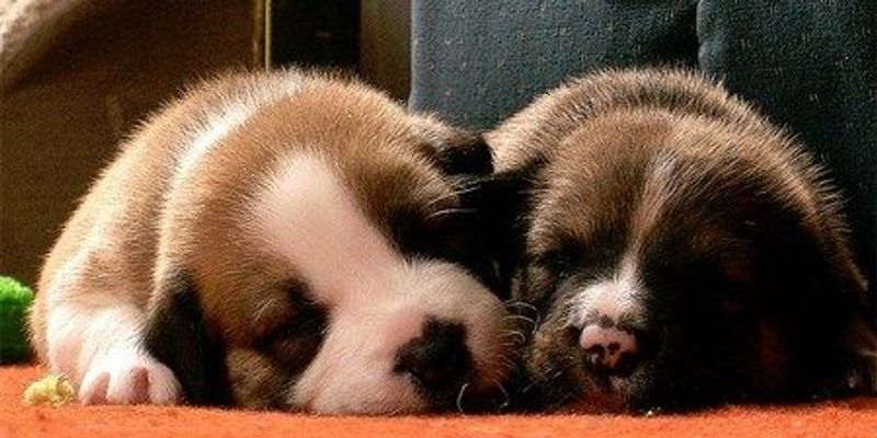 Dogs, Dust Microbes, and Allergies | The Scientist