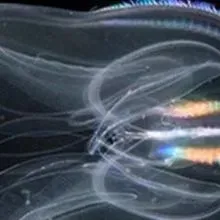 A New Basal Animal | The Scientist