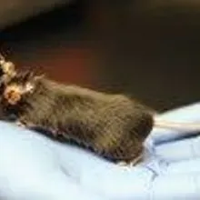 Inscopix’s nVista HD Mini Fluorescence Microscope | The Scientist