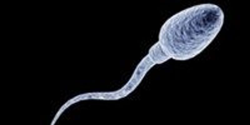 Sperm on Lockdown | The Scientist
