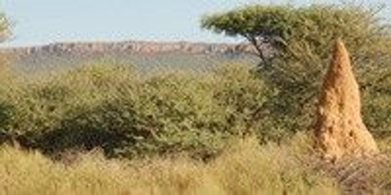 Little Drummer Bugs | The Scientist