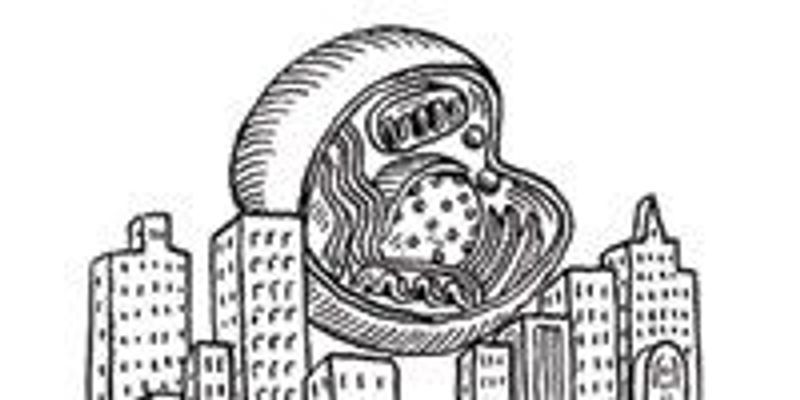 Organelle Architecture | The Scientist
