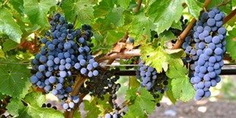 Microbial Terroir | The Scientist