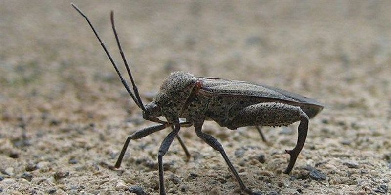 Image of the Day: Sweetpotato Bug | The Scientist Magazine®
