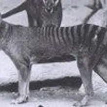 Testing De-extinction | The Scientist