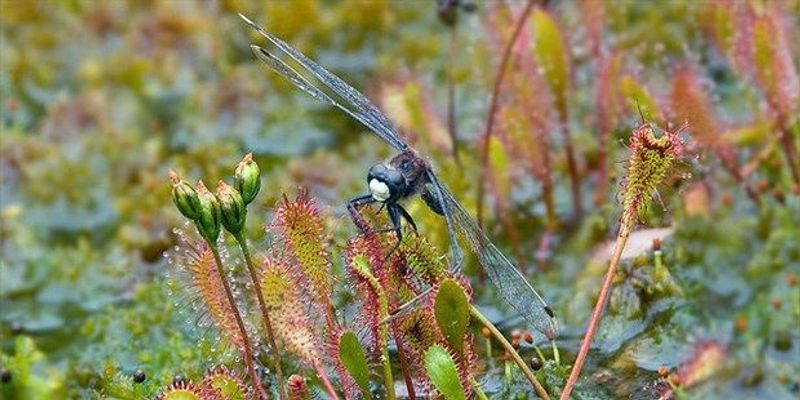 Image of the Day: Plant's Provisions | The Scientist Magazine®