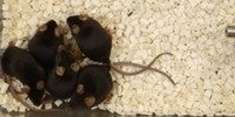 Temperature-Dependent Immunity | The Scientist