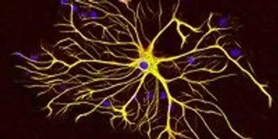 Image of the Day: Star Cell | The Scientist