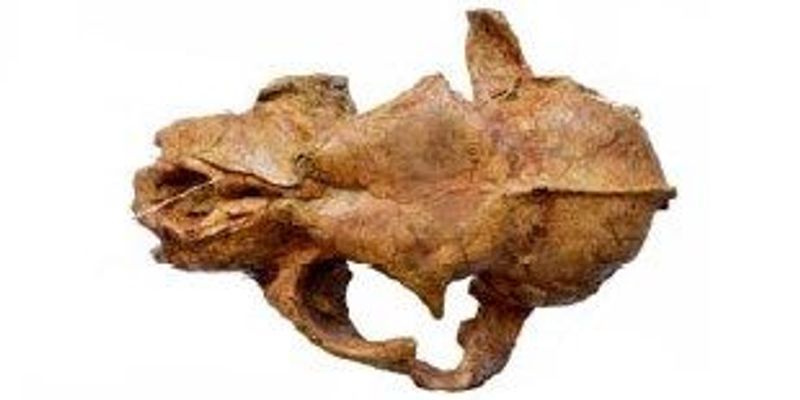 Felid Fossils | The Scientist