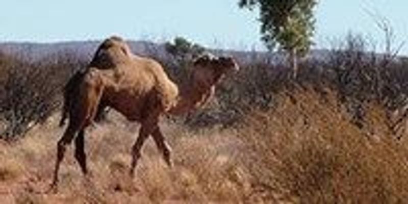 Camels the Link to MERS? | The Scientist