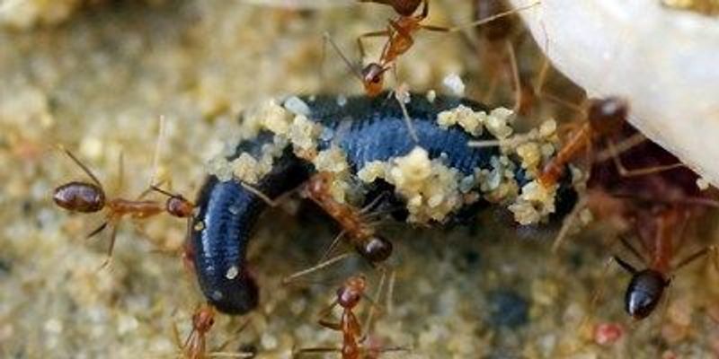 Image of the Day: Ant Attack | The Scientist