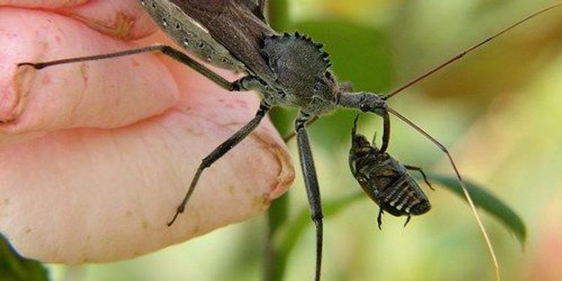 Image of the Day: Insect Assassination | The Scientist
