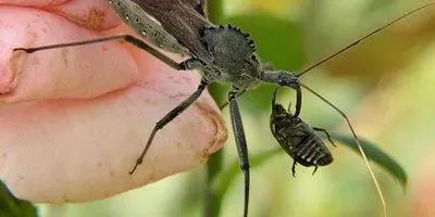 Image of the Day: Insect Assassination | The Scientist