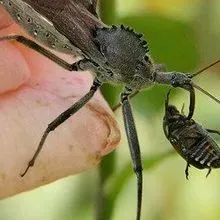Image of the Day: Insect Assassination | The Scientist