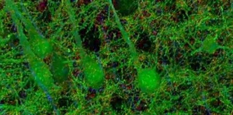 Cortex Tour | The Scientist