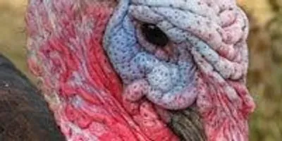 The Ultimate Wingman | The Scientist