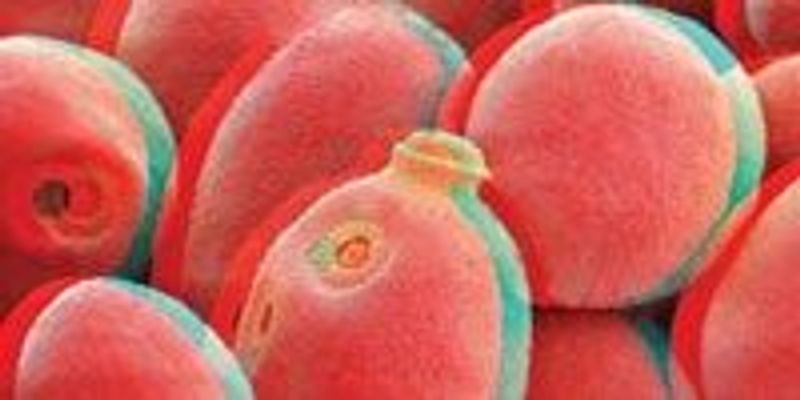 Seeing Double | The Scientist