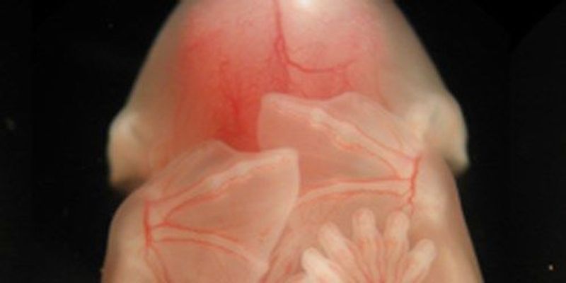 Image of the Day: Bat Embryos | The Scientist