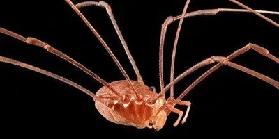 Image of the Day: Spooky Spider | The Scientist