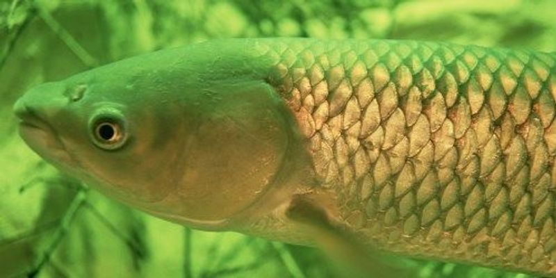 Carp Breed in Great Lakes Watershed | The Scientist