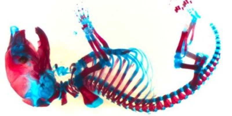 Image of the Day: Skeletal Mouse | The Scientist Magazine®