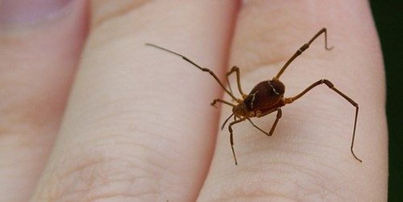 Image of the Day: Spruced Up Spider | The Scientist Magazine®