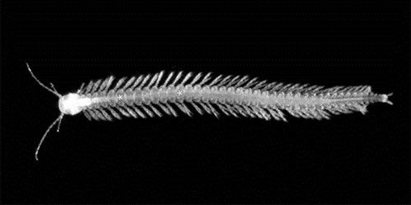 Confirmed Venomous Crustacean | The Scientist