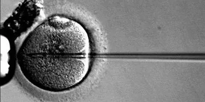 FDA Considers Three-Parent IVF | The Scientist