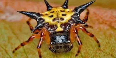 Image of the Day: Spiny Spider | The Scientist