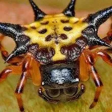Image of the Day: Spiny Spider | The Scientist