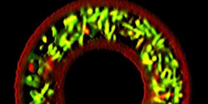 Building 3-D Microbial Communities | The Scientist