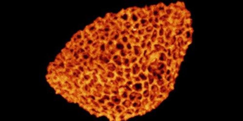 Prehistoric Pollen | The Scientist