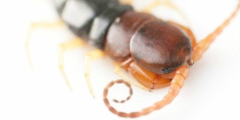 Centipede Venom Tops Morphine | The Scientist