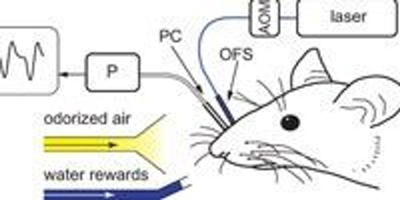 Scents in a Flash | The Scientist