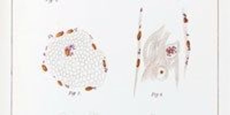 The Leprosy Bacillus, circa 1873 | The Scientist