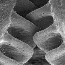 Image of the Day: Nature's Gears | The Scientist