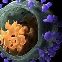 SIV Vaccine Success | The Scientist