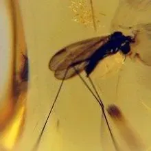 Amber | The Scientist