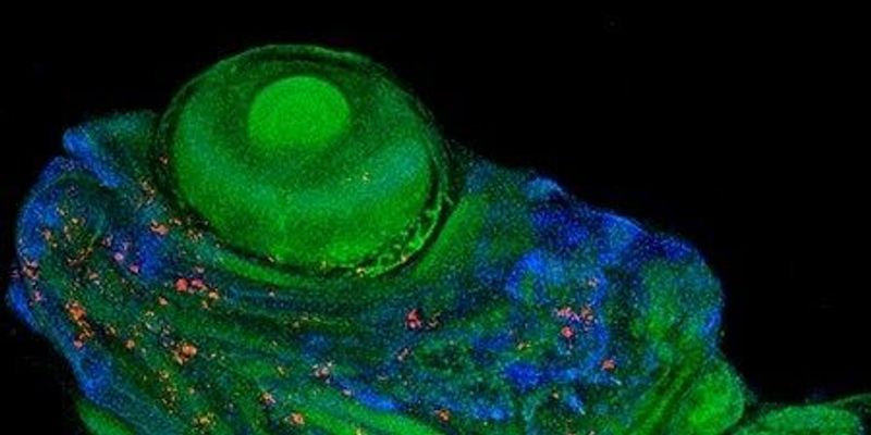 Image of the Day: Fish Infection | The Scientist