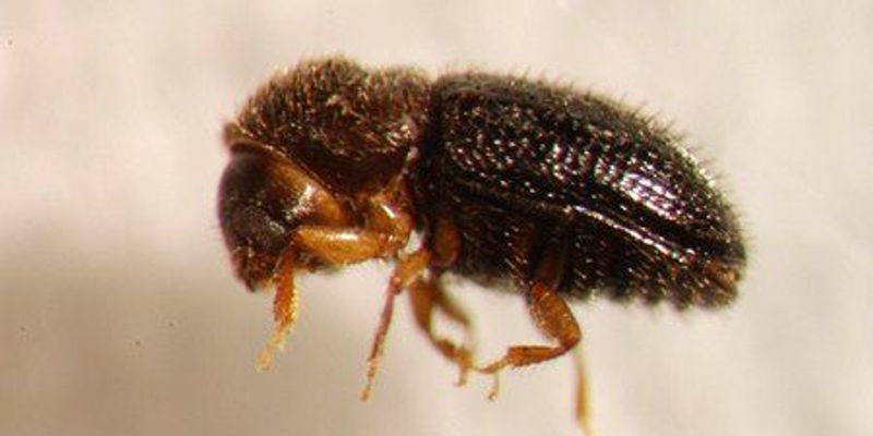 Birds Guard Coffee Farms | The Scientist