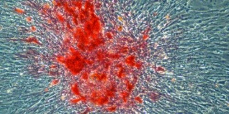 Bird, Fish, and Fly Cells Reprogrammed | The Scientist