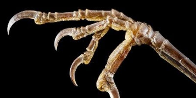 Image of the Day: Avian Claw | The Scientist Magazine®