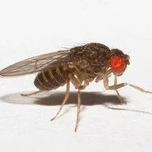 Fixing Fly Forgetfulness | The Scientist
