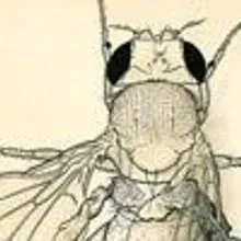 Dan Cossins Author Profile | The Scientist