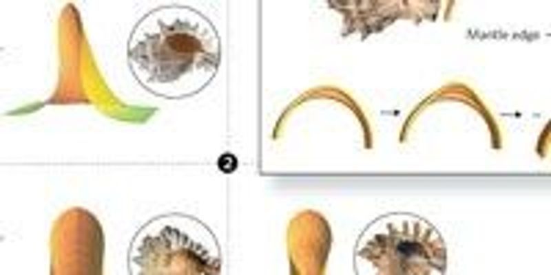 Shell Sculpture | The Scientist