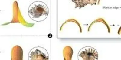 Shell Sculpture | The Scientist