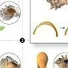 Dan Cossins Author Profile | The Scientist