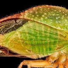 Image of the Day: Bison-Shaped Bug | The Scientist