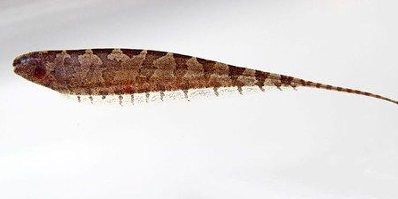 Electric Fish Kin Wired Differently | The Scientist